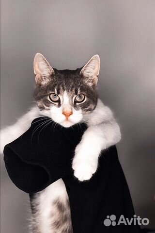 Котёнок Джек