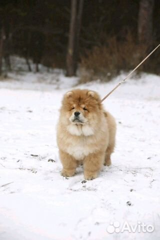Роскошная чау-девочка