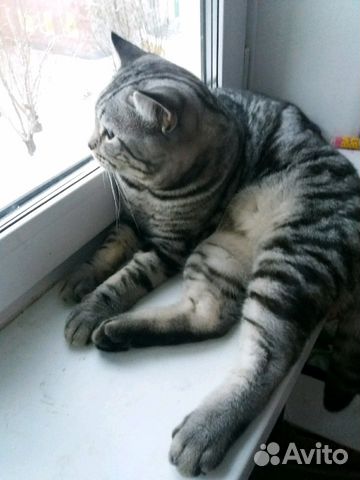 Кот шотландец 11 мес