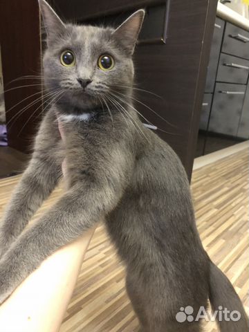 Британская кошка