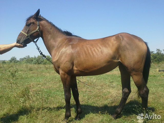 Продаю кобылу