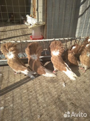 Голуби Якобины