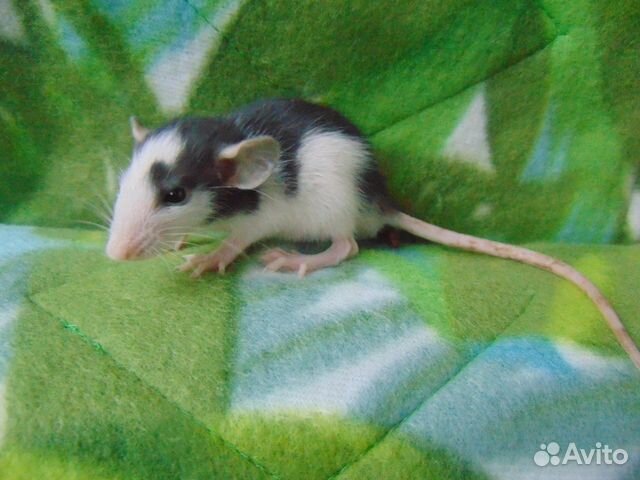 Крысы, крысята мальчики - дамбо + новые клетки