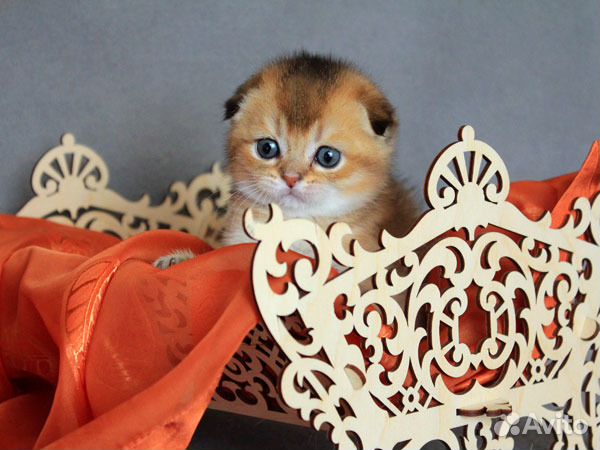 Арчибальд - вислоухое чудо