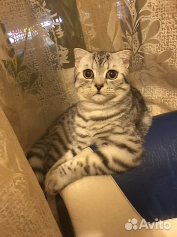Шотландский котик (вязка)