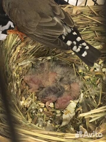 Амадины зебровые птенцы