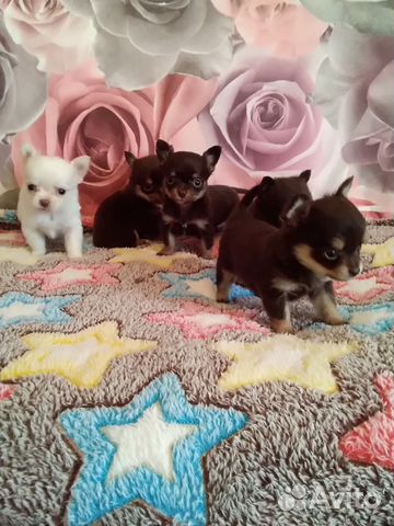 Чихуашки малыши