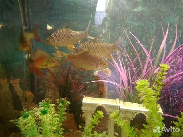 Барбусы лещевидные