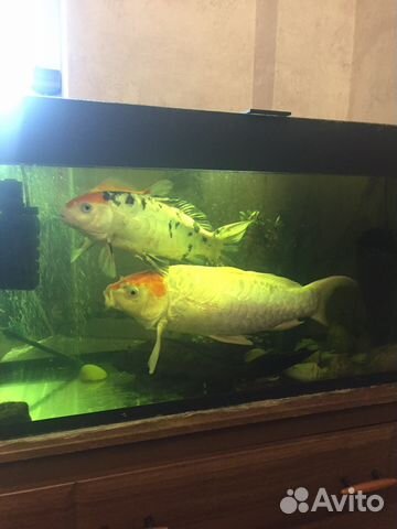 Японские карпы