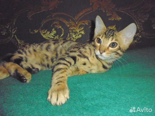 Ждет маму, чудесный подарок на новый год