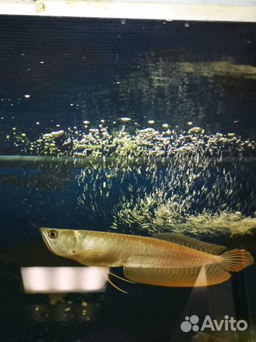 Аквариумая рыба - Арована серебрянная