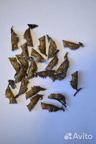Продам куколок Salamis parhassus