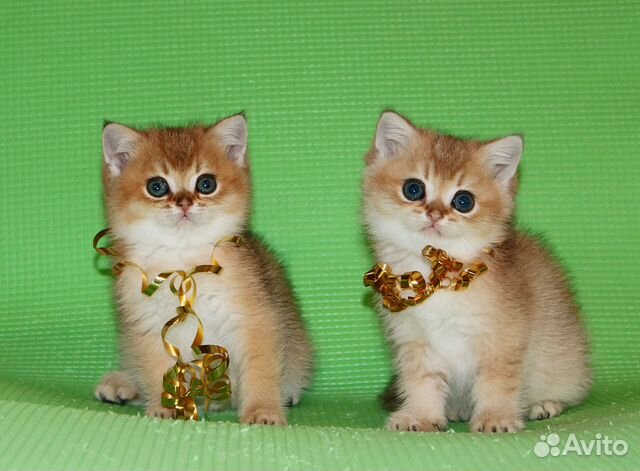 Золотые подарочки