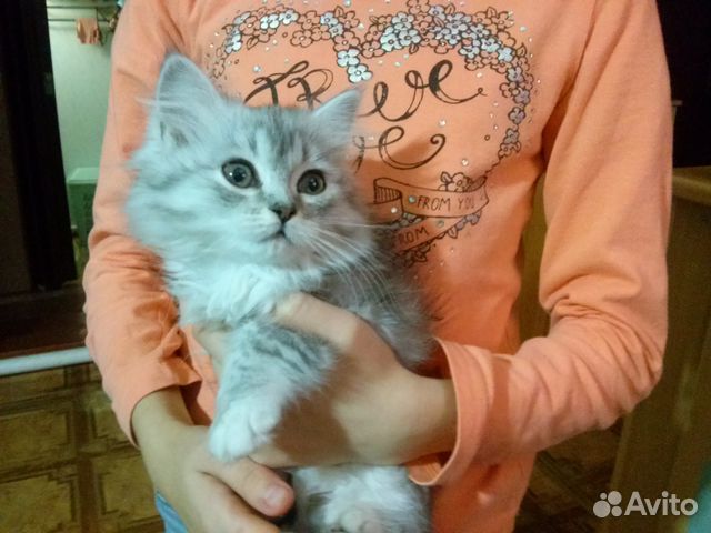 Отдам кошечку в хорошие ручки