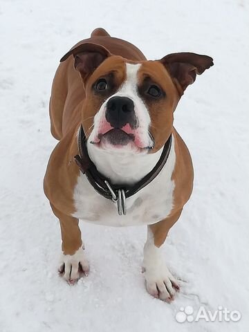 Мальчик породы Ам.стафф ищет девочку для вязки