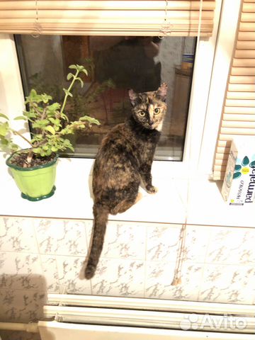 Кошка ищет семью