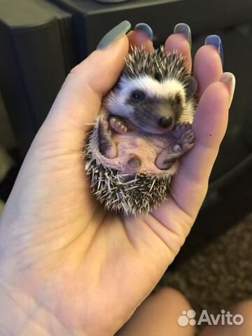 Африканские декоративные Ежата