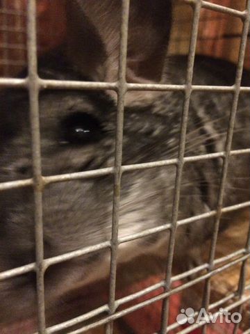 Отдам в добрые руки шиншиллу