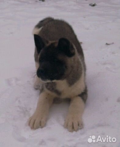 Американской акиты щенки