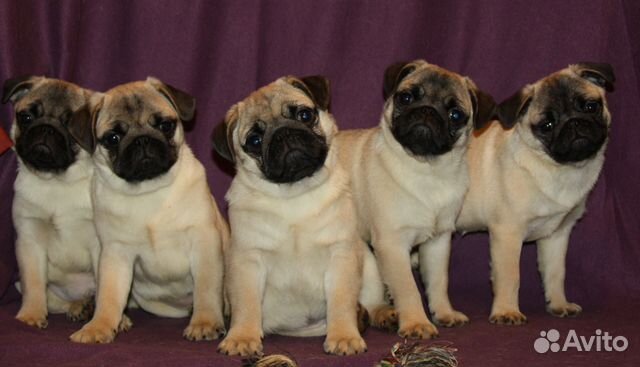 Очаровательные бежевые щенки мопса