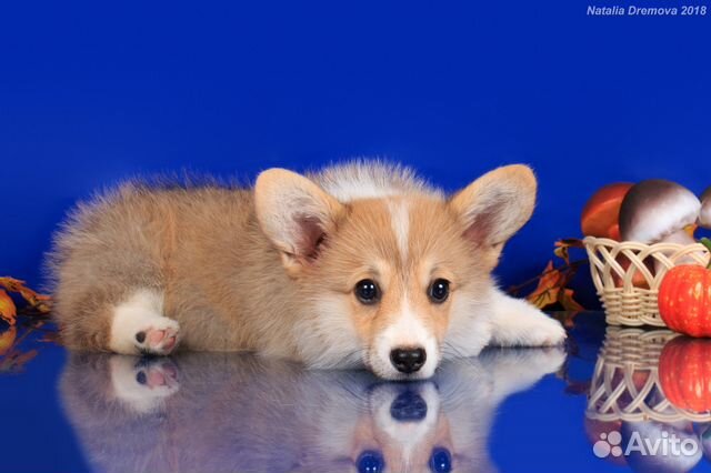 Продается щенок
