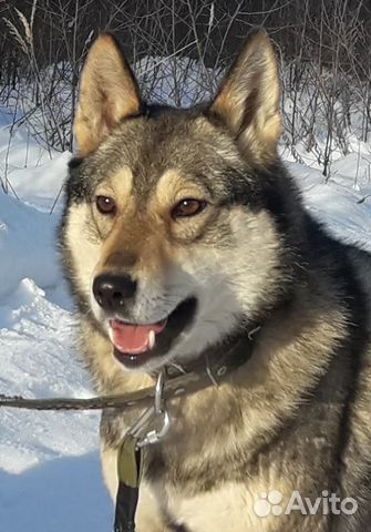 Щенок зсл сука д.р 01.11.2018г