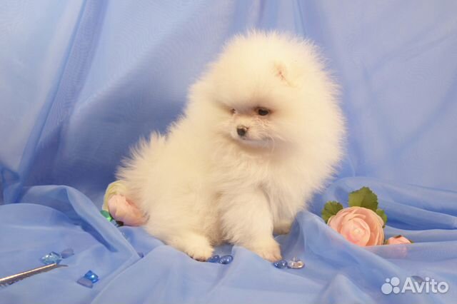 Белый медвежонок малый шпиц