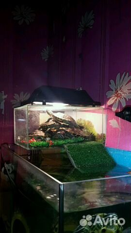 Красноухие черепахи