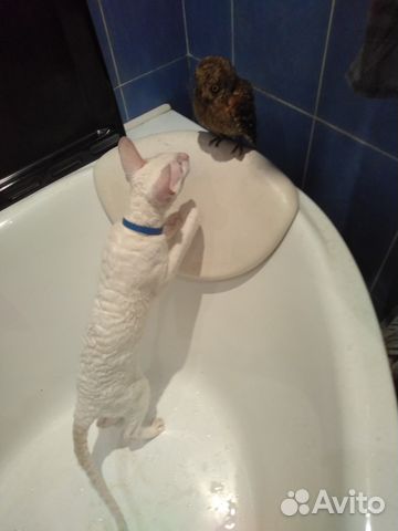 Вязку котом белым корниш рекс с голубыми глазами