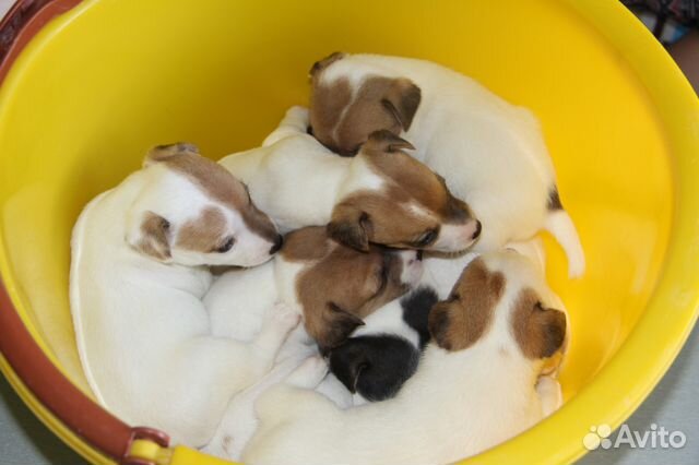 Щенки из питомника олеанж жалексе