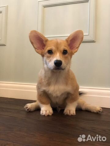 Вельш корги пемброк