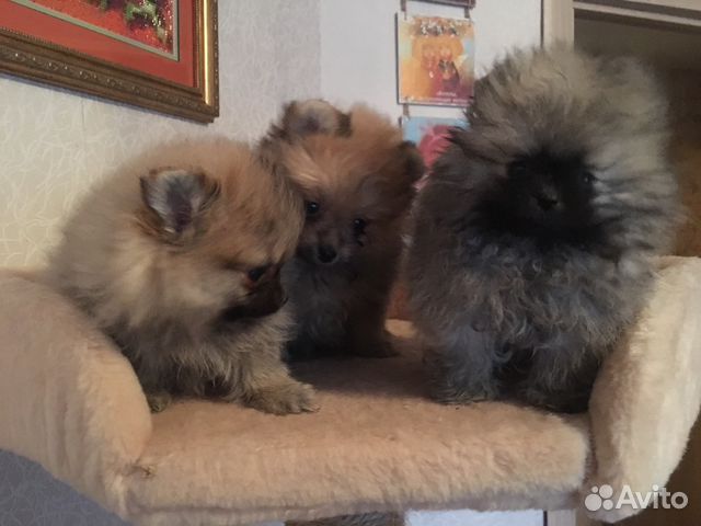 Шпицуленьки лапуленьки