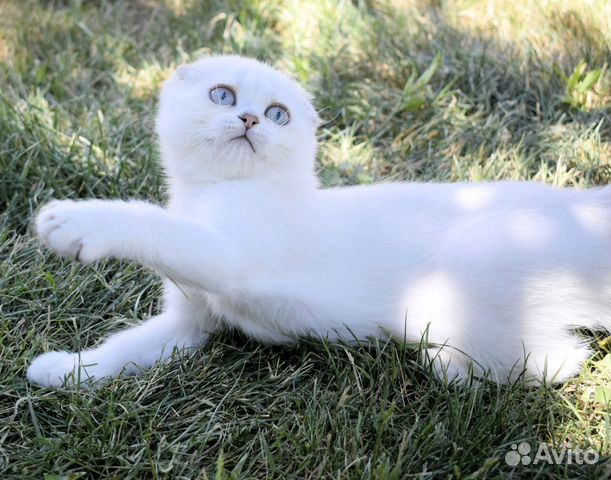 Породистые котята из питомника