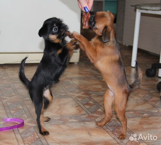 Очаровательные малышки - гриффоны