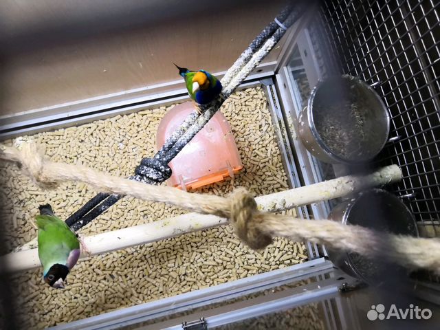 Амадины гульда