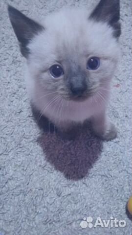 Продам котенка