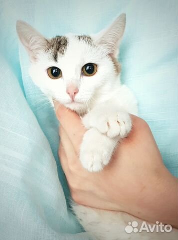 Хорошие детки-котята в дар