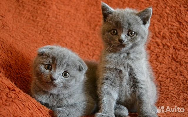 Британцы котята (отличный подарок)