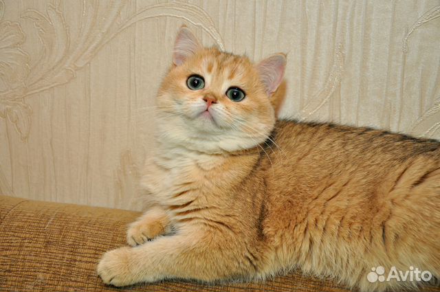 Золотая зеленоглазая девочка