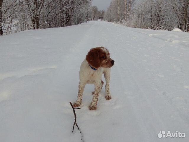 Щенок бретонского эпаньоля