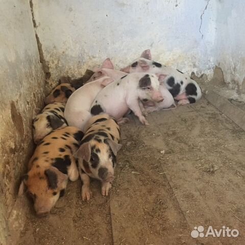 Продам поросят