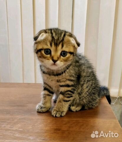 Пушистые вислоушки