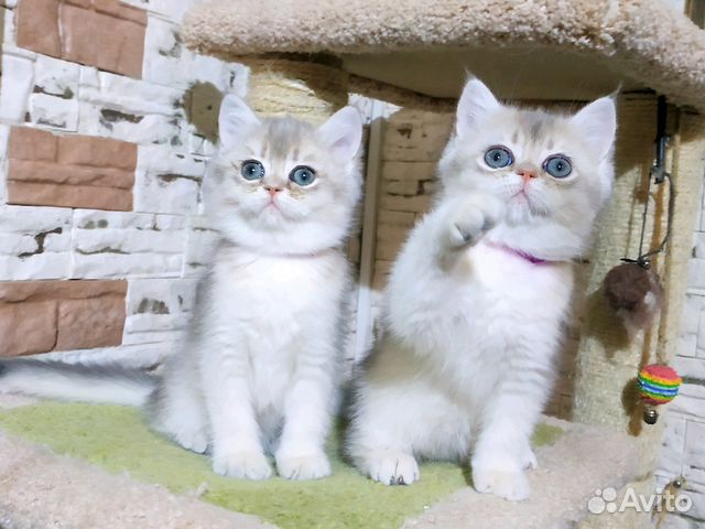 Британские Эмма и Элис голубое золото