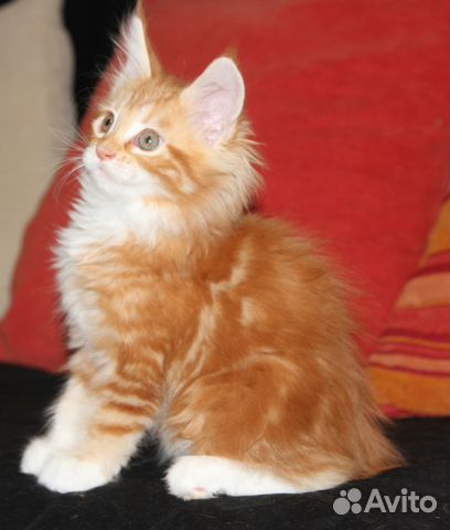 Котята мейн-кун