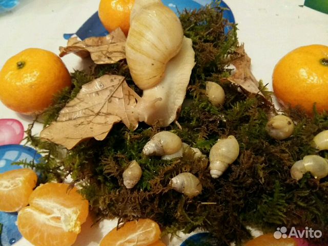 Улитки ахатина ирадели