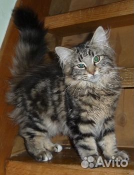 Норвежская лесная кошечка