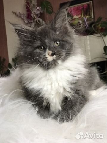 Голубой дымный мейн-кун