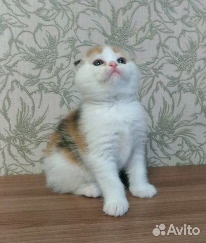 Шотландская вислоухая красавица