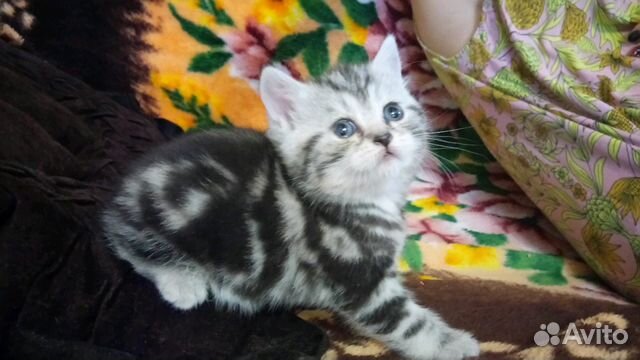 Крошка малышка