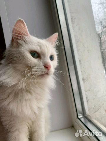 Красивейшая кошечка с разными глазами